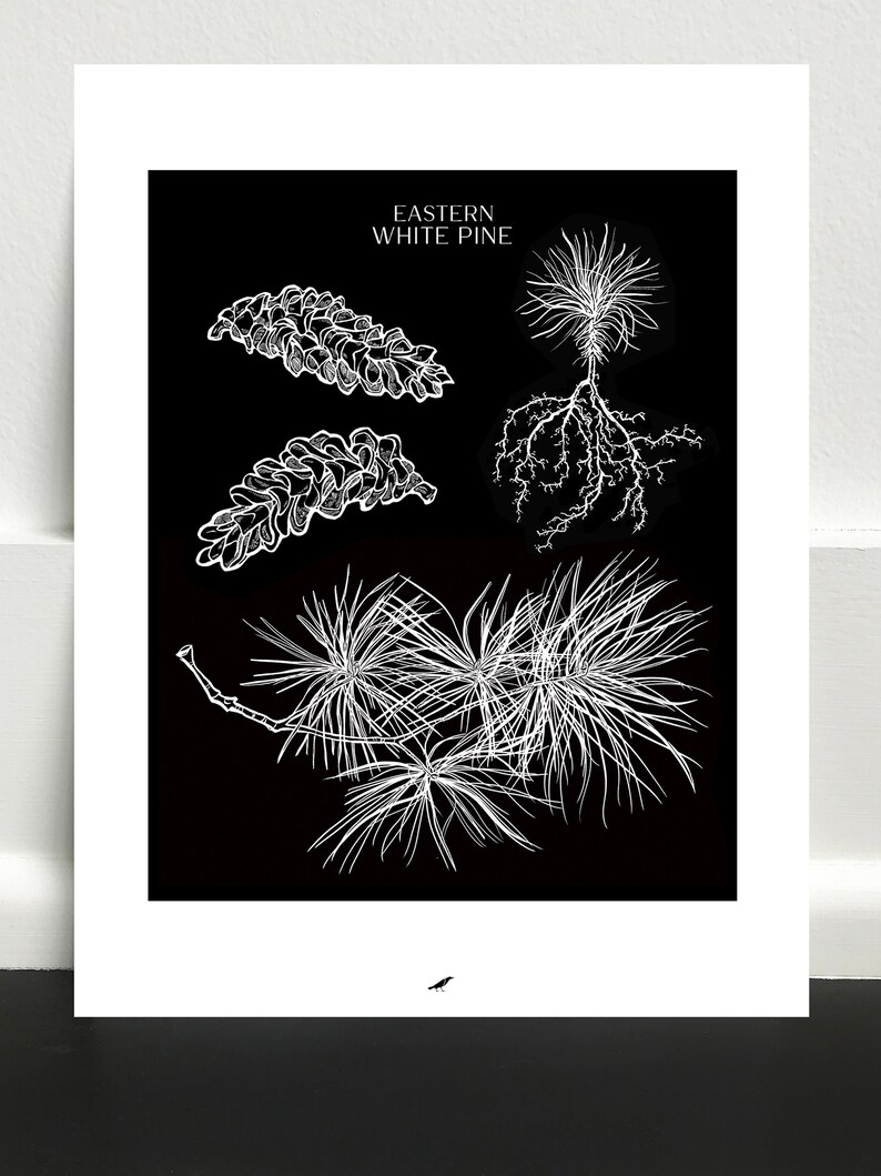 Eastern White Pine Art Print - Etsy