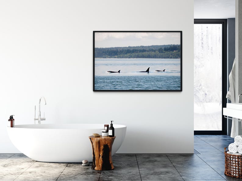 Puget Sound Orca Whale Pod Art Print, Seattle Photography - Etsy