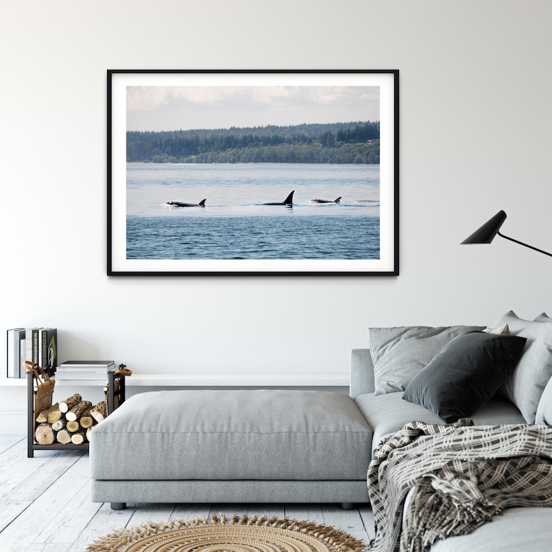 Puget Sound Orca Whale Pod Art Print, Seattle Photography - Etsy