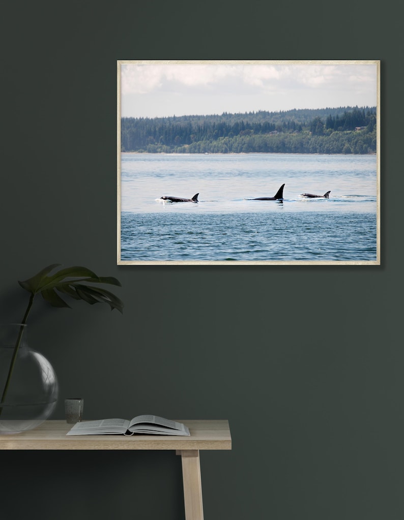 Puget Sound Orca Whale Pod Art Print, Seattle Photography - Etsy