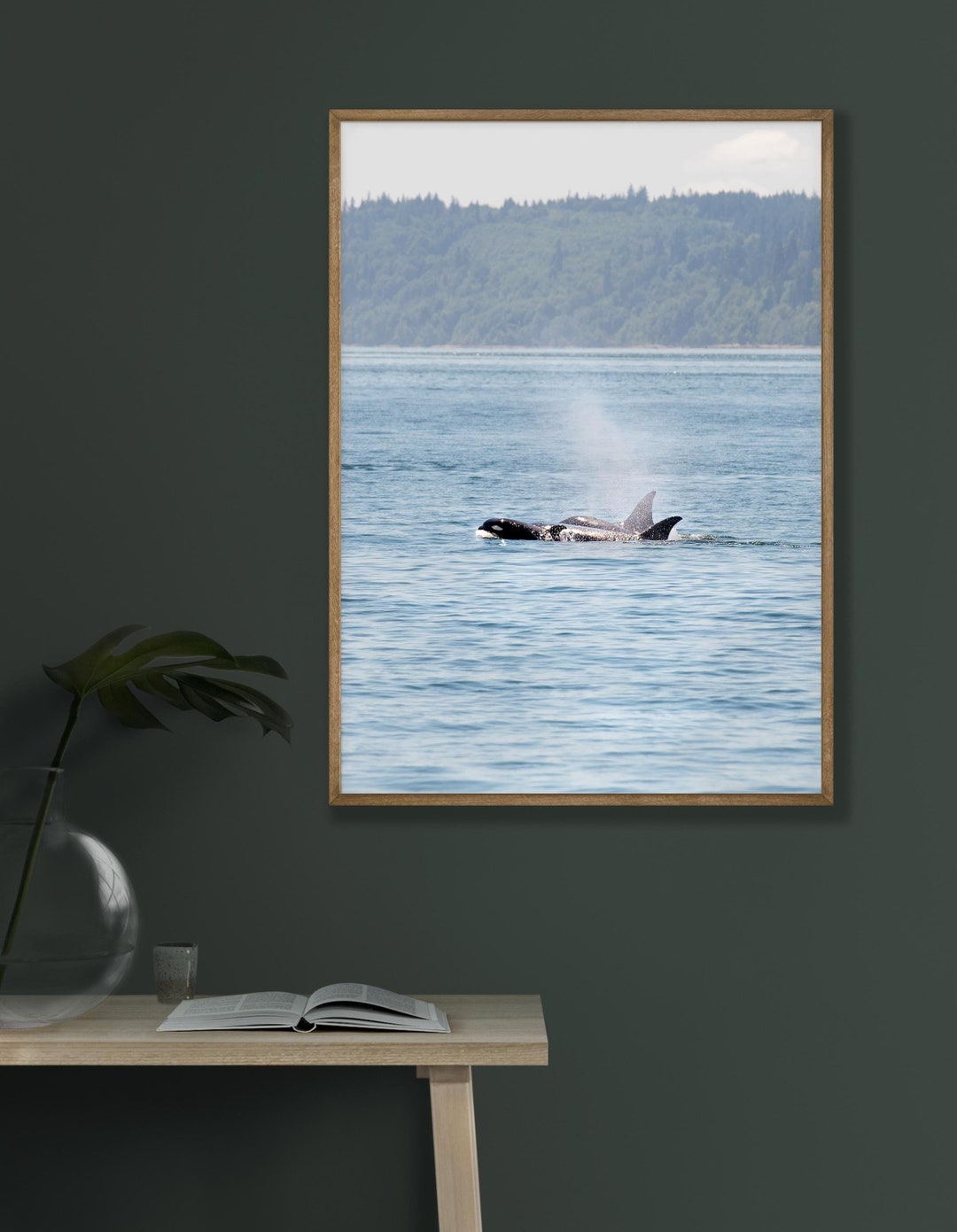 Orca Whale Images Killer Whale Art Seattle Photography Washington Art ...
