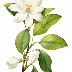 Jasmine Flower, Printable Watercolor Art, Digital Products, Floral Wall ...