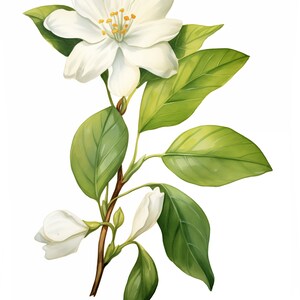 Jasmine Flower, Printable Watercolor Art, Digital Products, Floral Wall ...