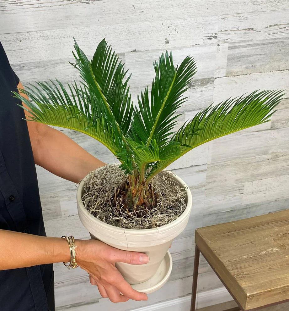 Sago Palm Cycas Revoluta Bright Indirect Sunlight, Indoor Live House ...
