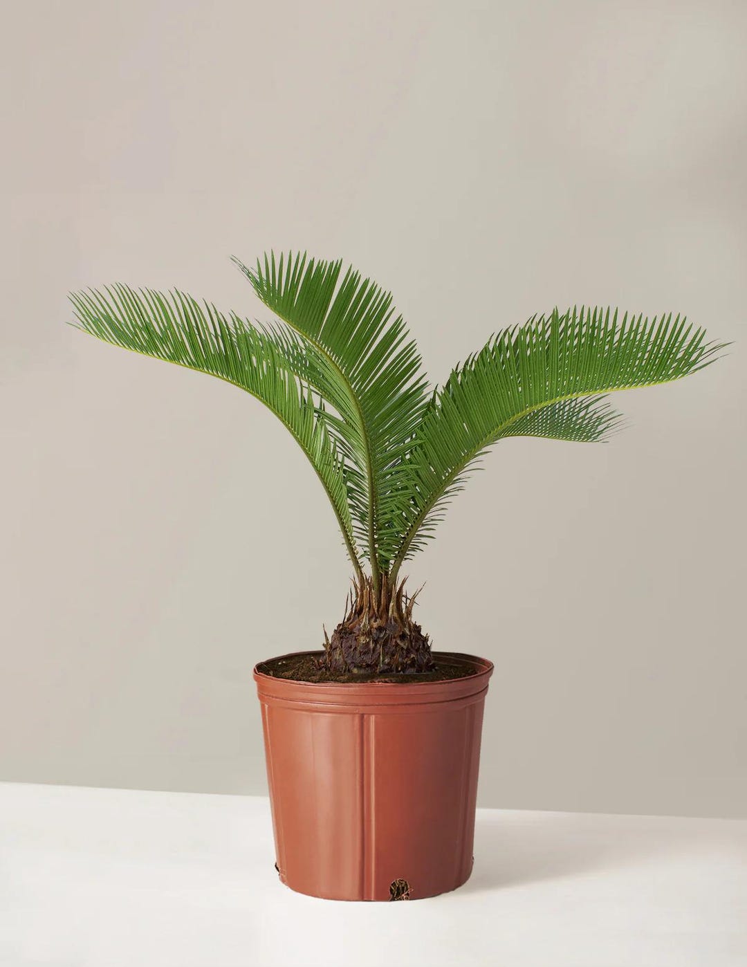 Sago Palm Cycas Revoluta Bright Indirect Sunlight, Indoor Live House ...