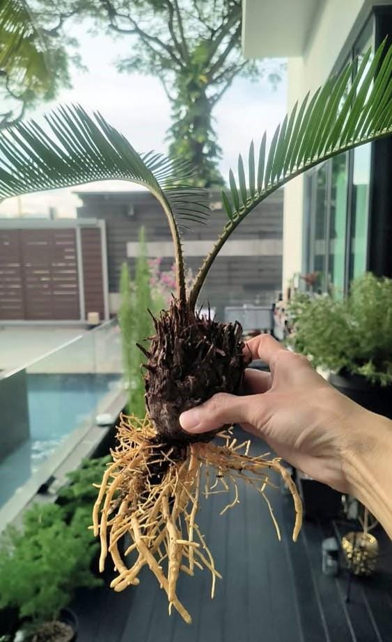 Sago Palm Cycas Revoluta Bright Indirect Sunlight, Indoor Live House ...