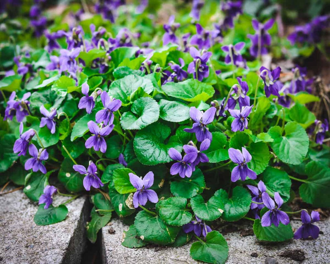 Wild Violets, Viola Sororia, Common Blue Violet Starter Bareroot - Etsy