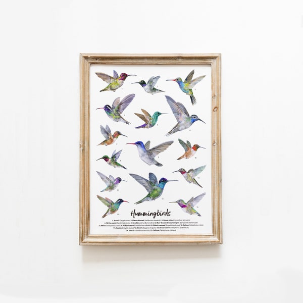 Hummingbird Art - Etsy