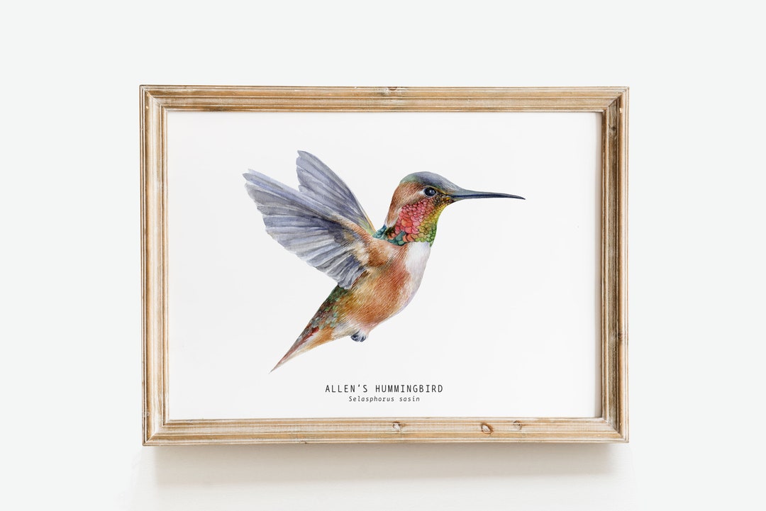 Allen's Hummingbird Watercolor Fine Art Print | Bird Lover Poster ...