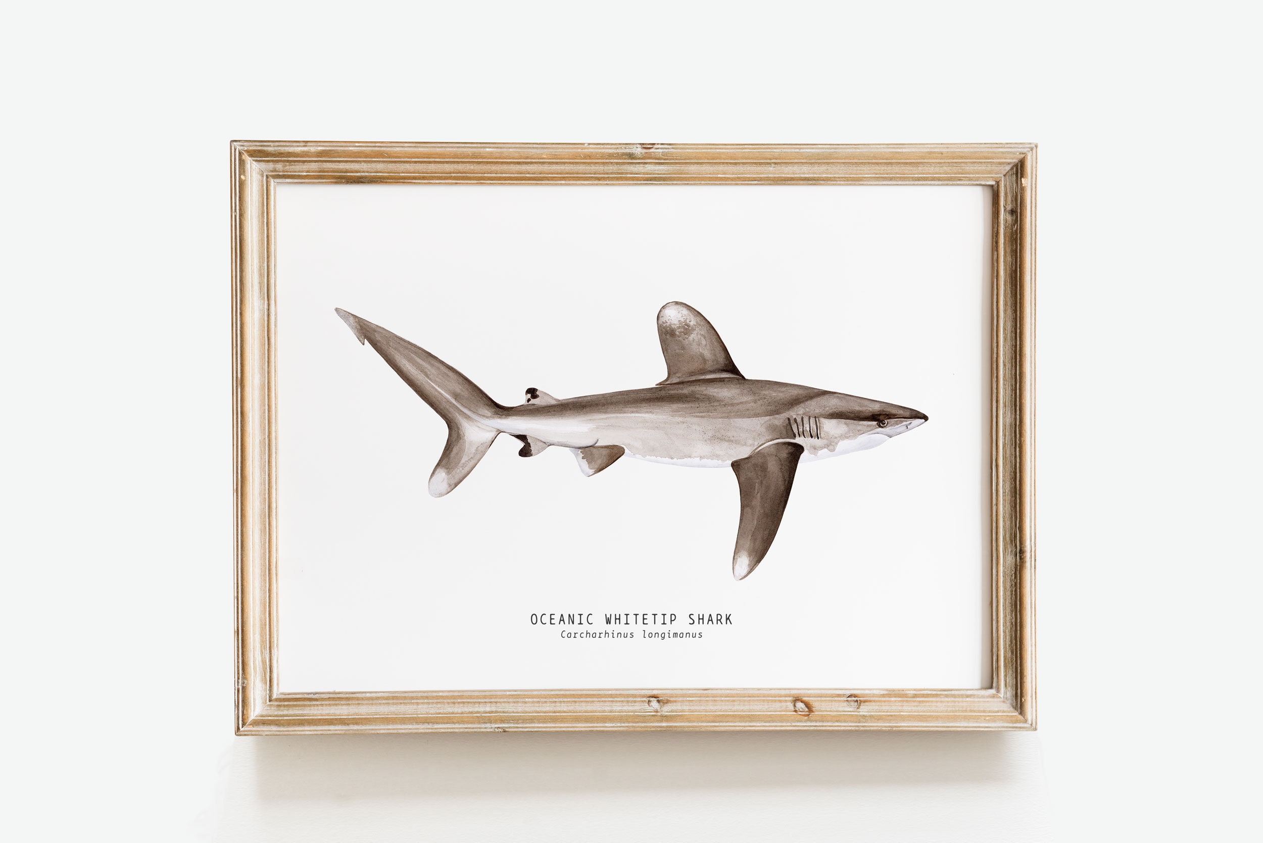 White Spotted Bamboo Shark Drawing