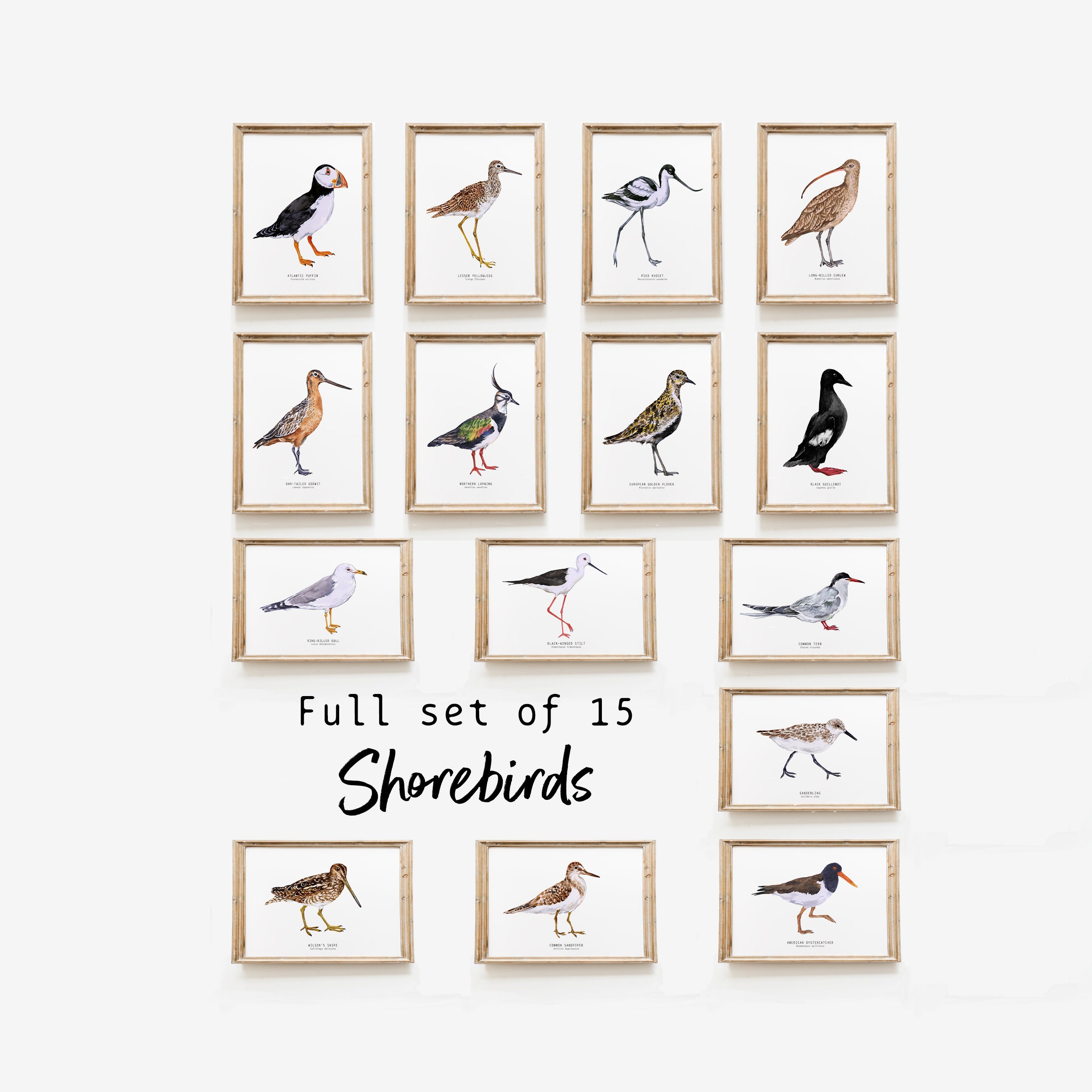 Set of 15 Shorebirds Watercolour Prints Gallery Wall Art | Etsy