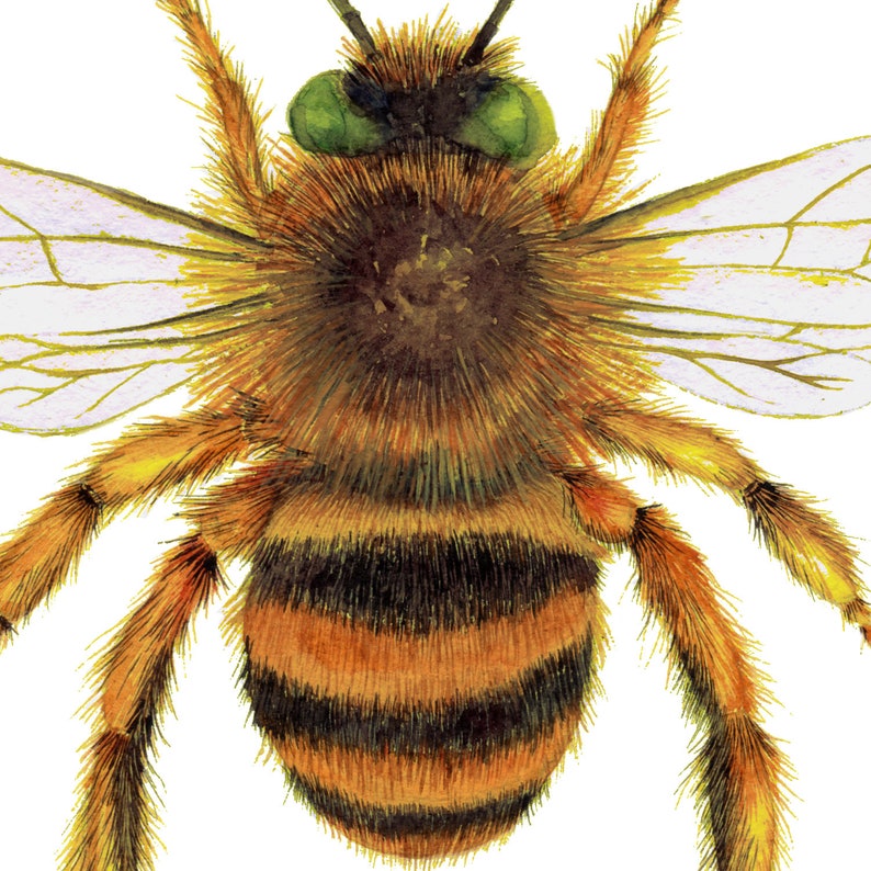 Bees of Australia Classroom Poster Montessori Learning Art - Etsy Australia