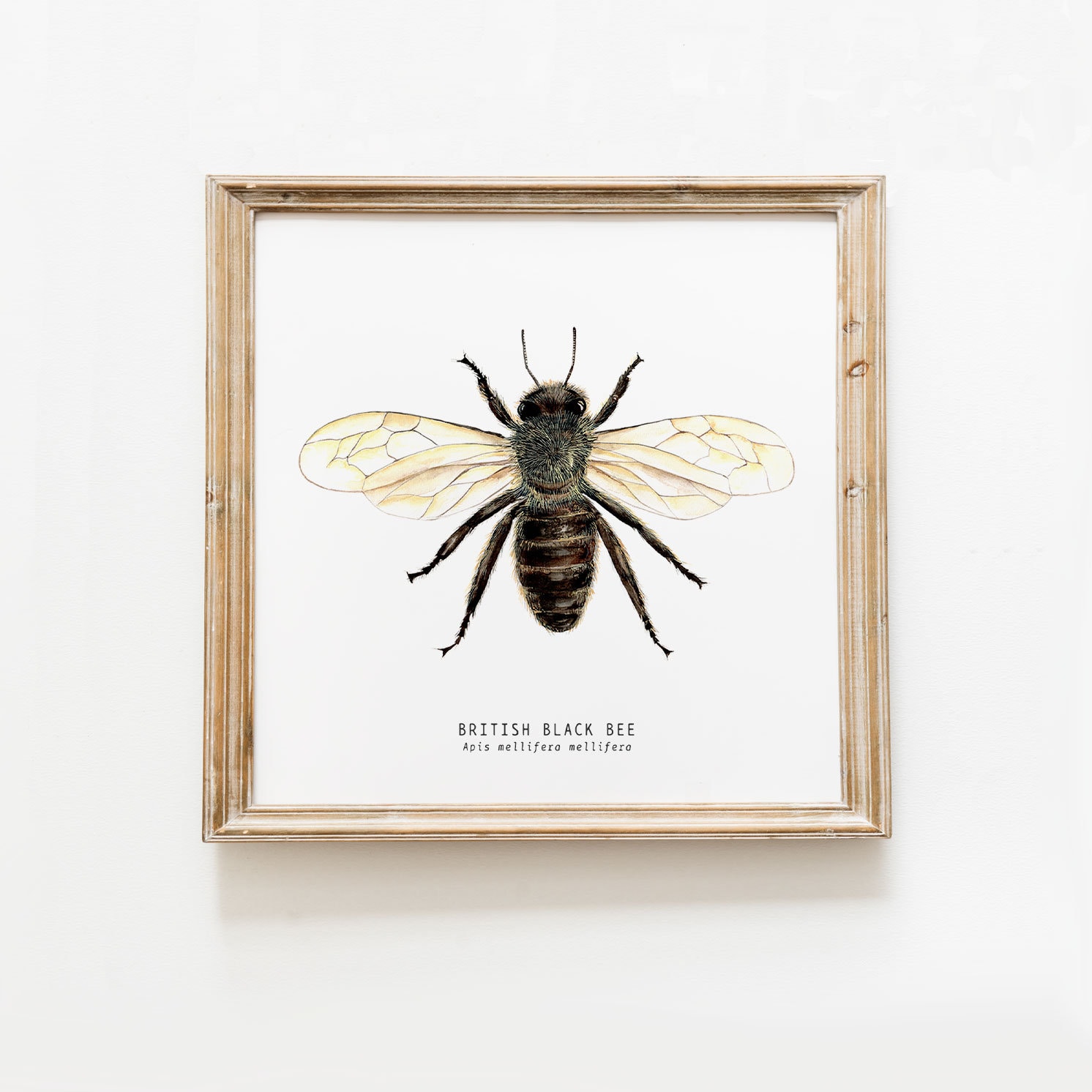 British Black Bee Art Print Native Bee Wall Art Bees Wall | Etsy