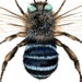 Blue Banded Bee Art Print Bee Birthday Gift Bees Wall Art - Etsy