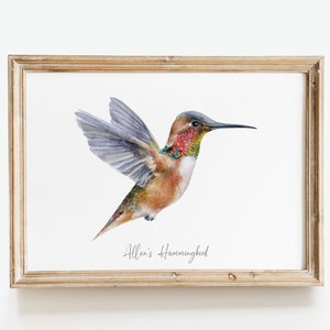 Allen's Hummingbird Watercolor Fine Art Print | Bird Lover Poster ...