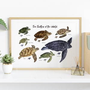 Sea Turtles of the World Wall Art | Nautical Home Décor | Ocean Animals ...
