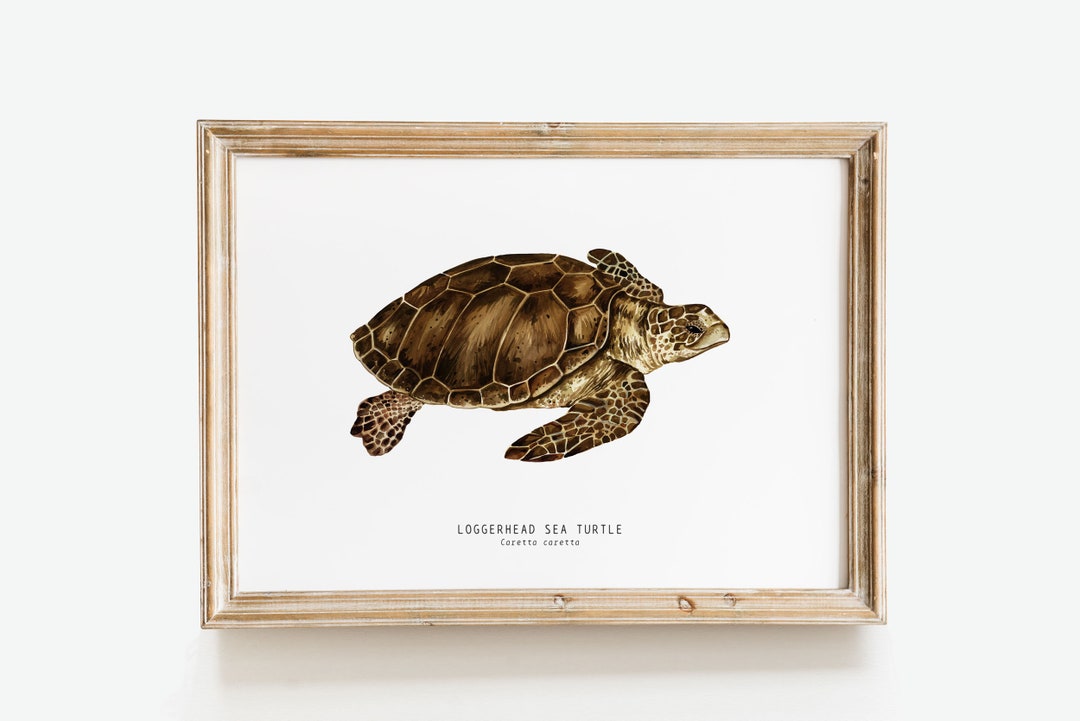 Loggerhead Sea Turtle Art Print | Caretta Caretta Wall Décor Gift ...