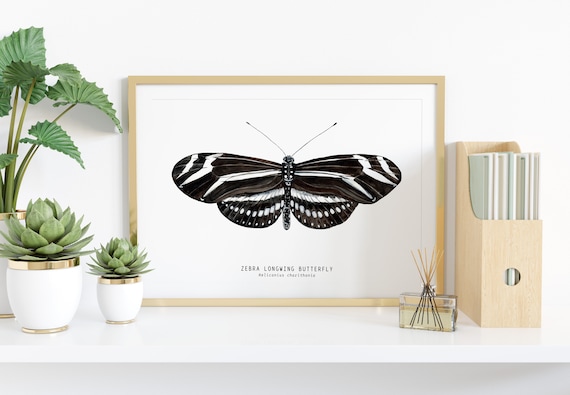 Zebra Longwing Butterfly Drawing