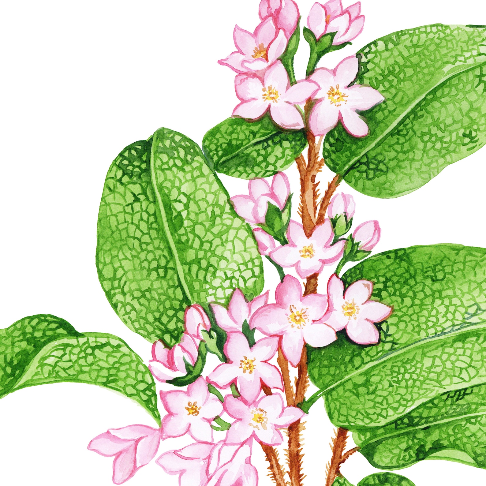 Mayflower Hand Painted Watercolour Art | Botanical Wall Décor ...