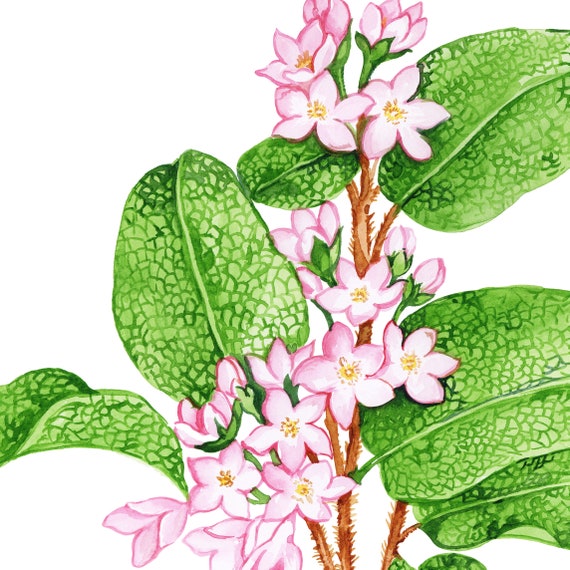 Epigaea Repens Clipart