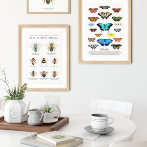 Bees of North America Educational Wall Art | Classroom Poster ...
