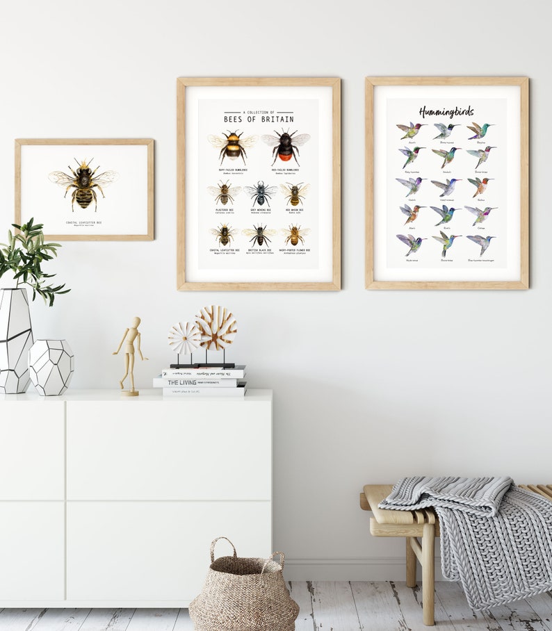 Bees of Britain Educational Classroom Poster British Bees | Etsy