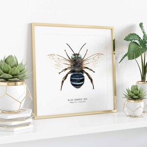 Blue Banded Bee Art Print | Bee Birthday Gift | Bees Wall Art ...
