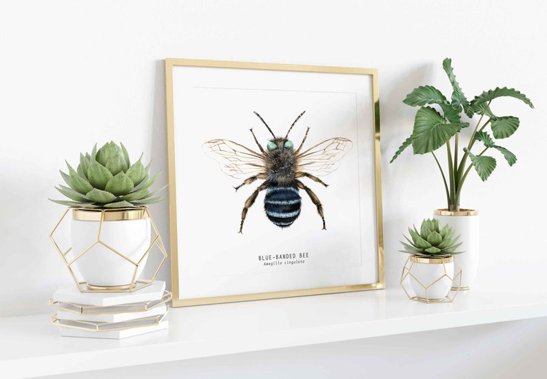 Blue Banded Bee Art Print | Bee Birthday Gift | Bees Wall Art ...