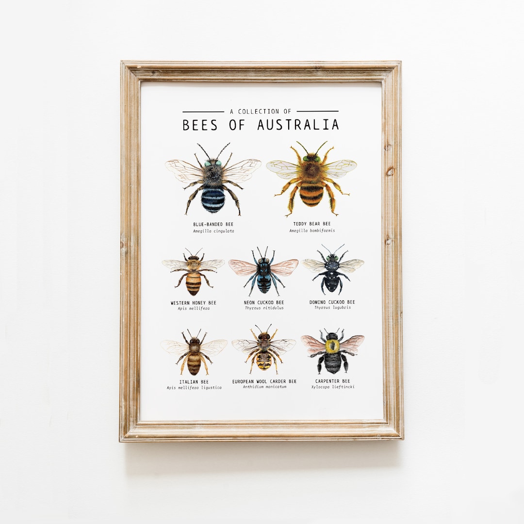 Bees of Australia Classroom Poster | Montessori Learning Art Print ...