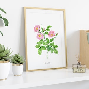 Wild Prairie Rose Watercolour Art Print | Iowa and North Dakota State ...