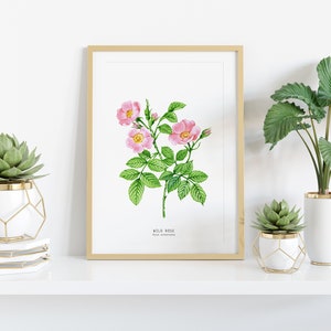 Wild Prairie Rose Watercolour Art Print | Iowa and North Dakota State ...