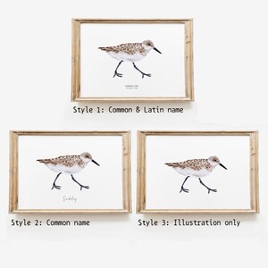 Set of 3 Shorebird Prints | Three Print Set | Nautical Wall Print Set ...