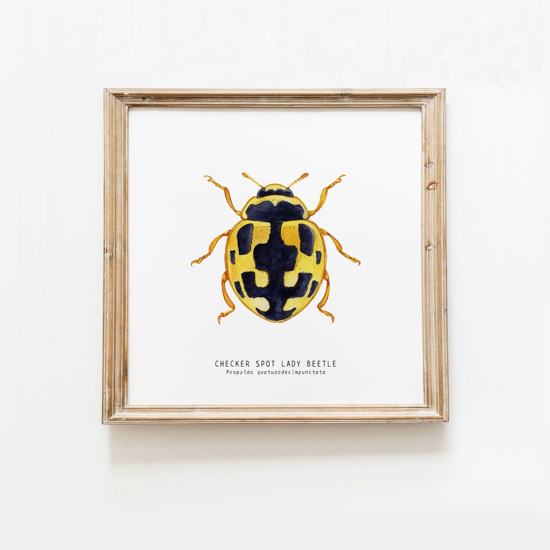 Checker Spot Ladybug, Ladybird, Lady Beetle Print | Living Room, Dining ...