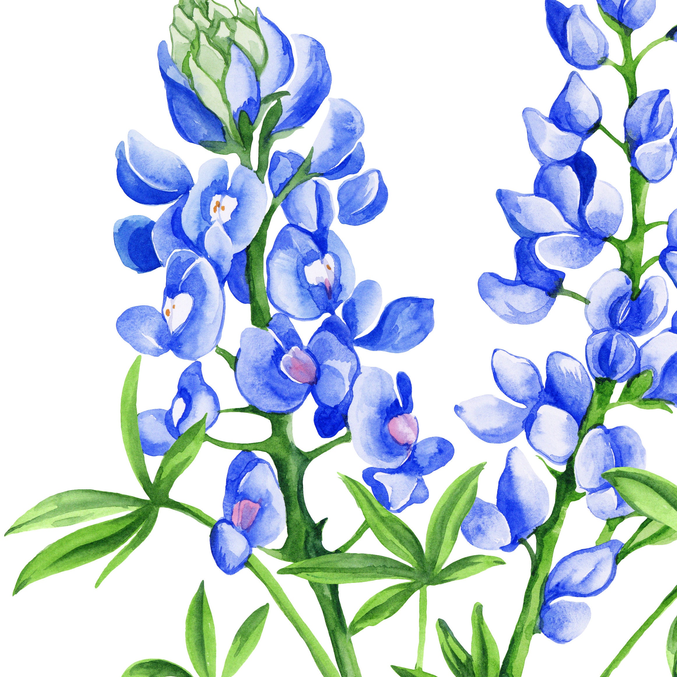 Bluebonnet Watercolor Art Print Texas State Flower Wall Prints