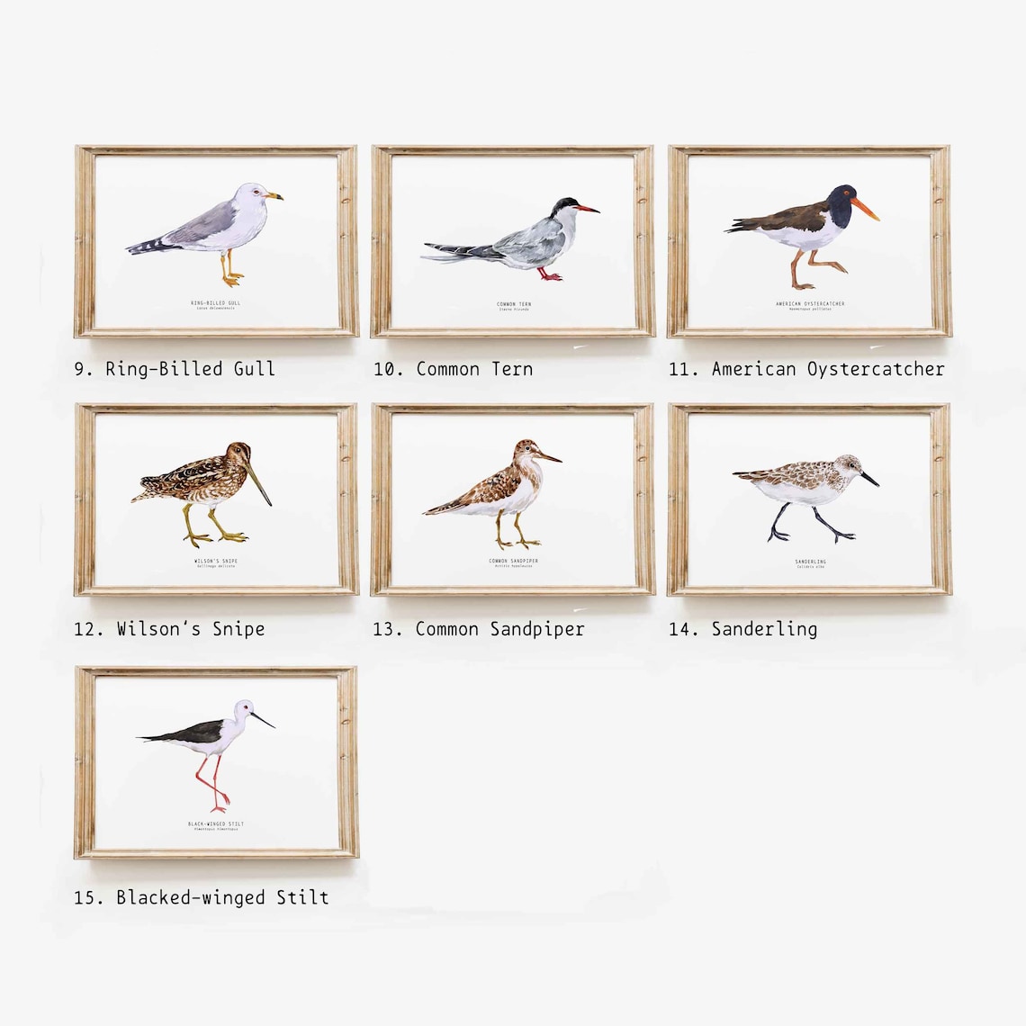 Set of 15 Shorebirds Watercolour Prints Gallery Wall Art | Etsy