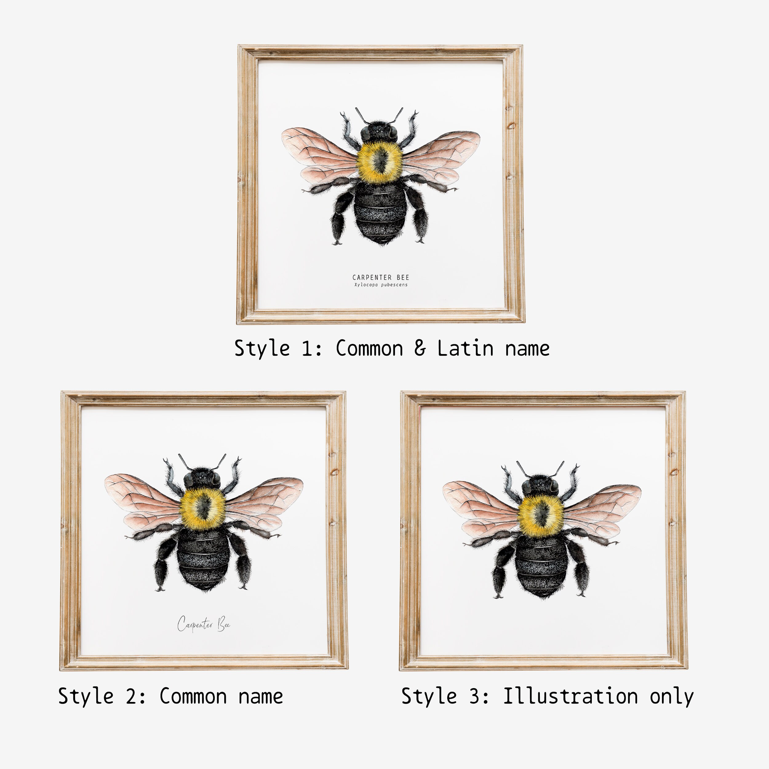 Carpenter Bee Art Print Watercolour Art Bees Wall Art | Etsy