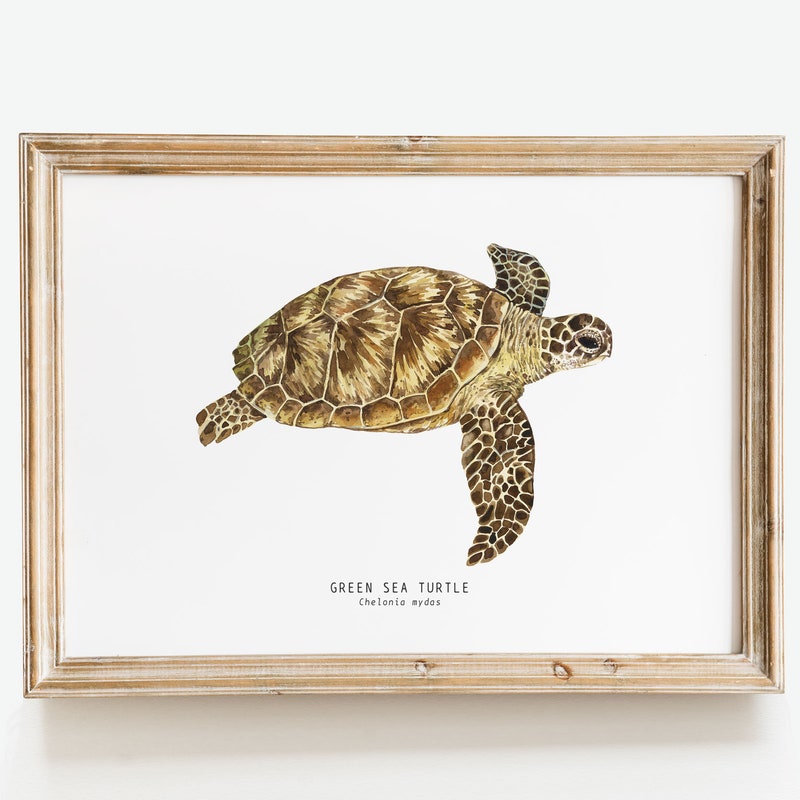 Turtle Art - Etsy