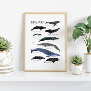 Baleen Whales Educational Print | Montessori Materials | Homeschool ...
