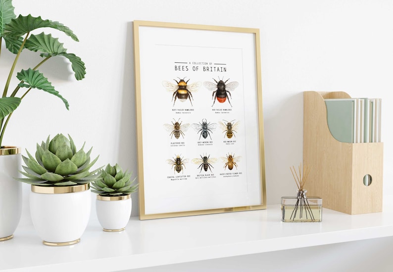 Bees of Britain Educational Classroom Poster | British Bees Wall Art ...