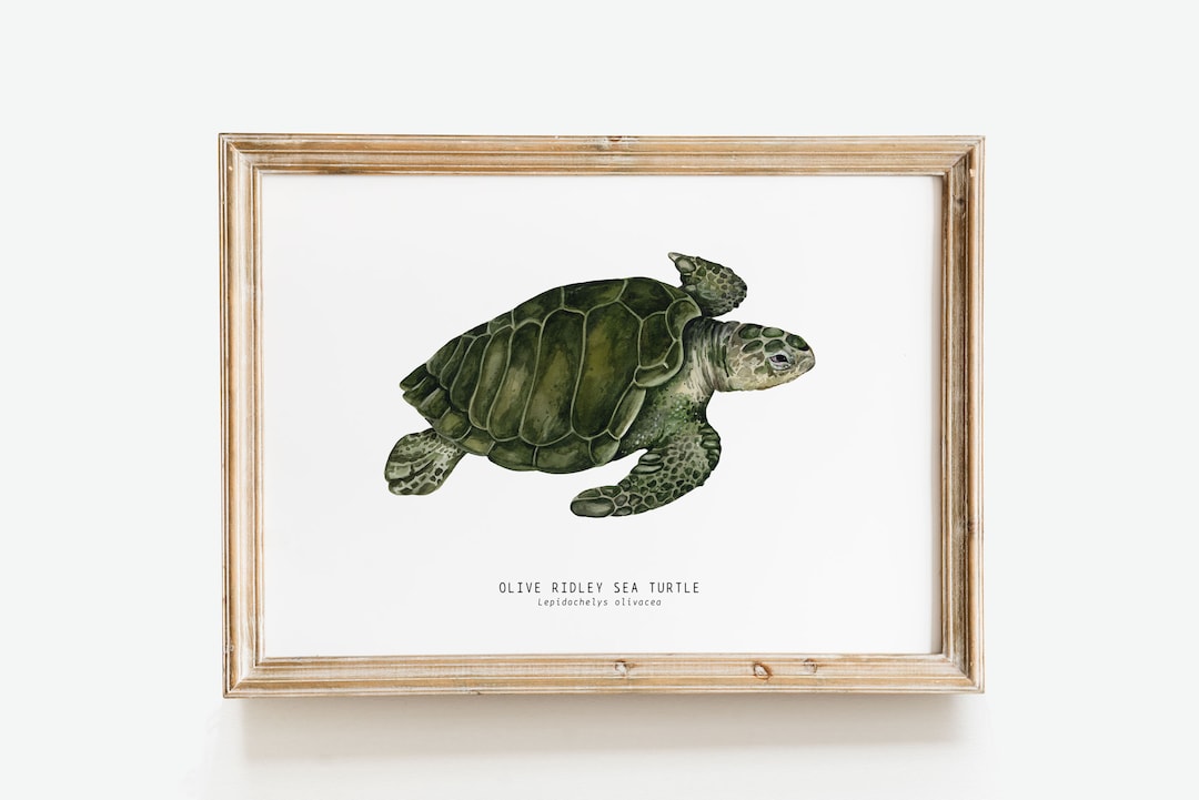 Olive Ridley Sea Turtle Art Print | Lepidochelys Olivacea Watercolor ...
