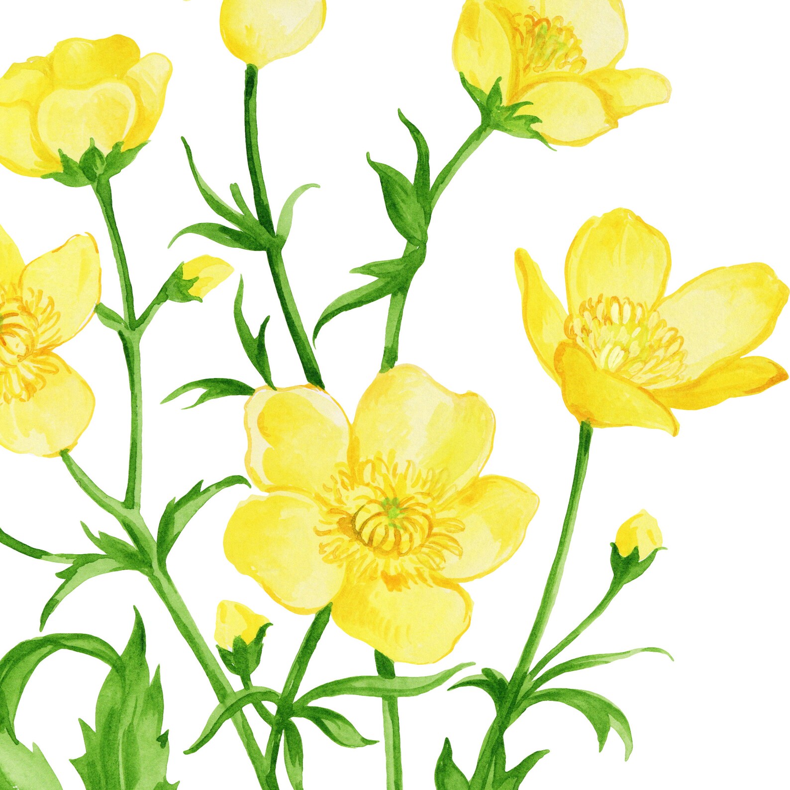 Buttercup Flowers Watercolor Wall Art Print | Meadow Buttercups Floral ...