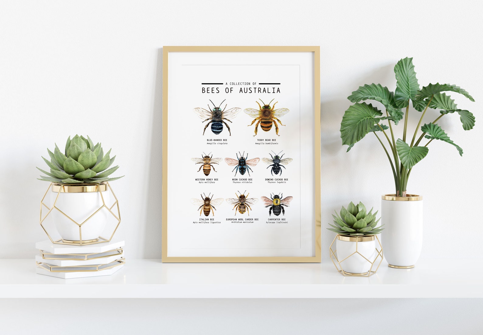 Bees of Australia Classroom Poster Montessori Learning Art - Etsy Australia