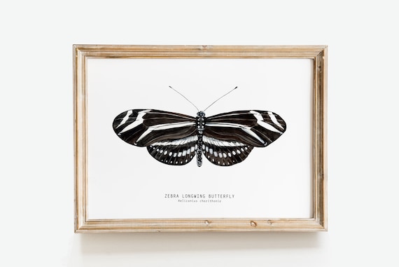 Zebra Longwing Butterfly Drawing