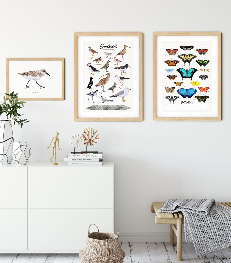 Shorebirds Educational Poster | Classroom Wall Décor | Watercolor Print ...