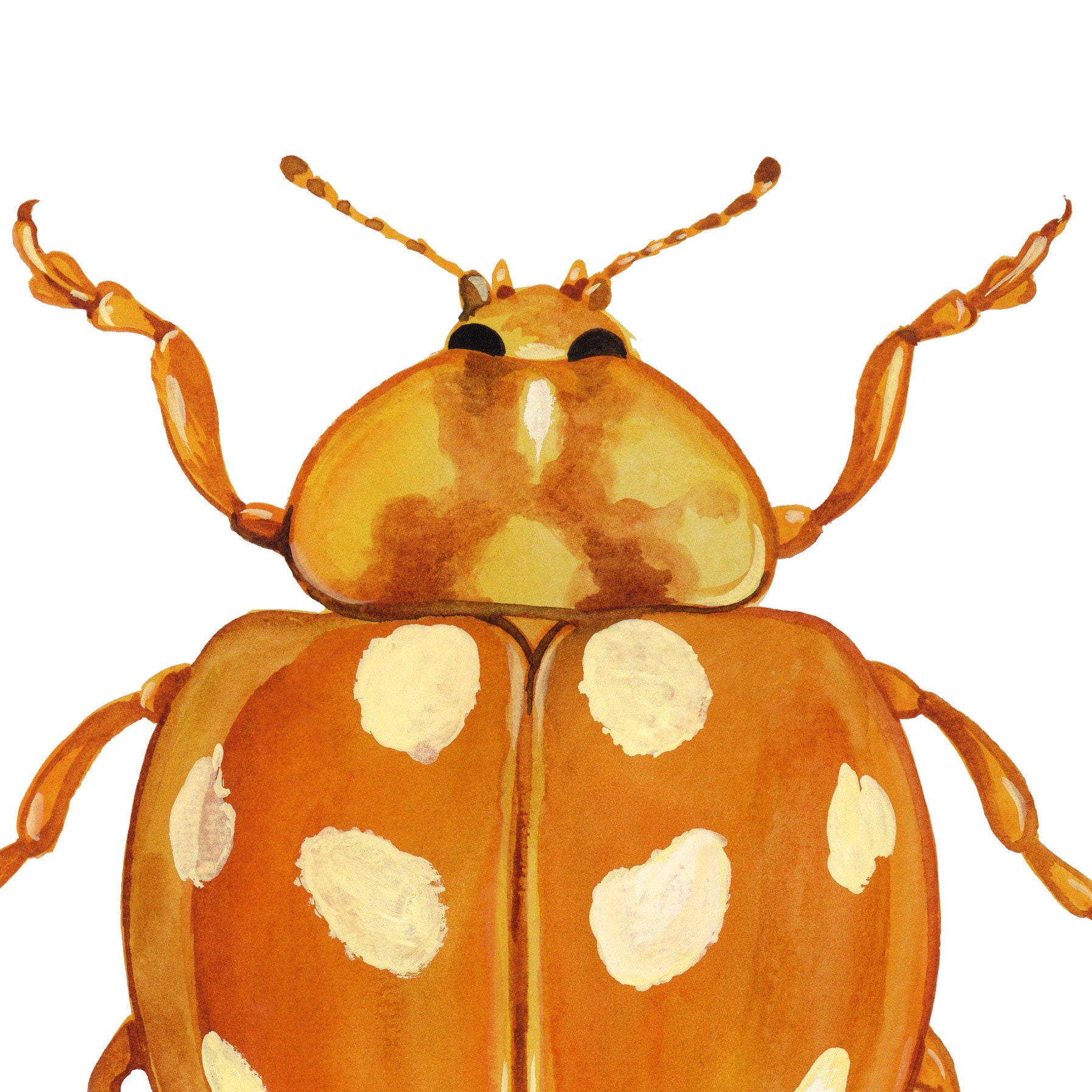 Lady Beetles Art Print | Ladybugs, Ladybirds | Living Room Wall Décor ...
