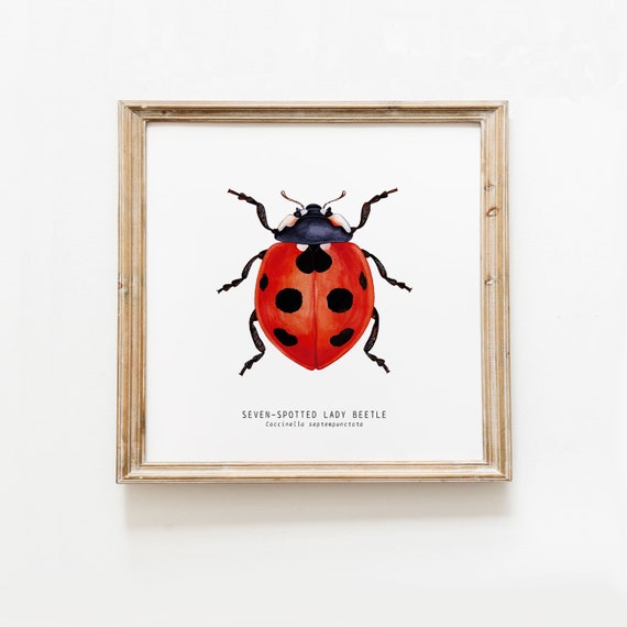 Seven-spotted Ladybug Ladybird Lady Beetle Print Living - Etsy
