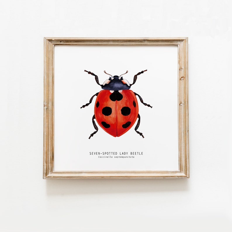 Seven-spotted Ladybug, Ladybird, Lady Beetle Print | Living Room Dining ...