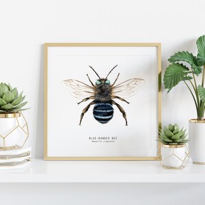 Blue Banded Bee Art Print | Bee Birthday Gift | Bees Wall Art ...