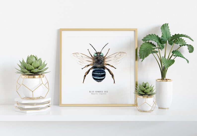 Blue Banded Bee Art Print | Bee Birthday Gift | Bees Wall Art ...