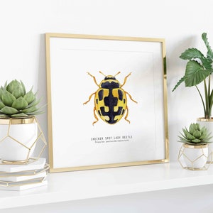 Checker Spot Ladybug, Ladybird, Lady Beetle Print | Living Room, Dining ...